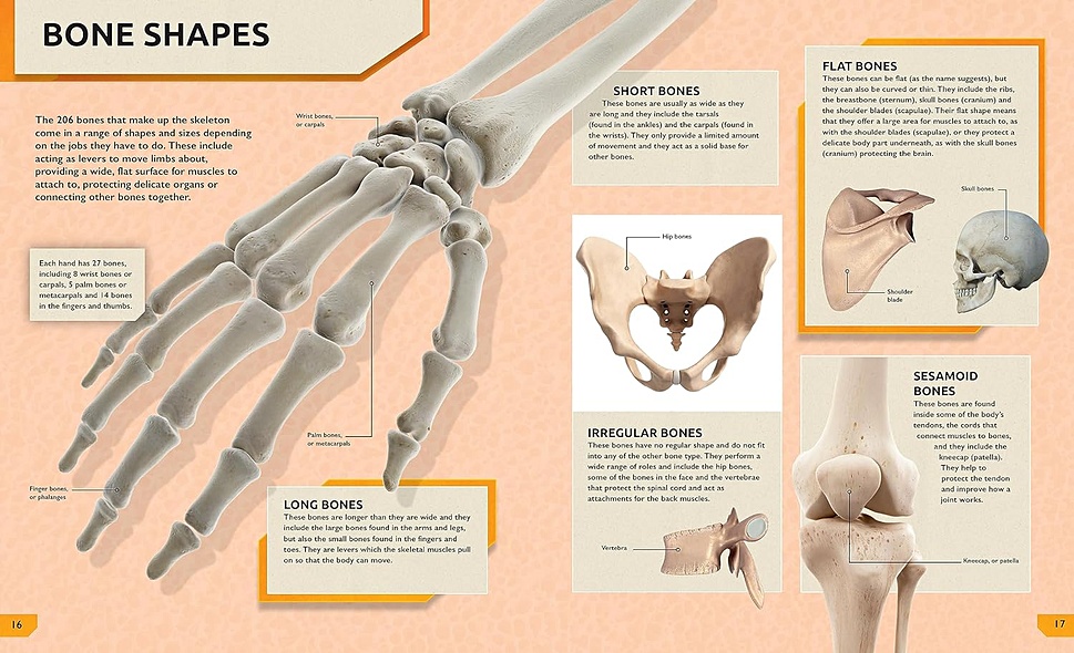 The Ultimate Human Body Encyclopedia: The complete visual guide ...